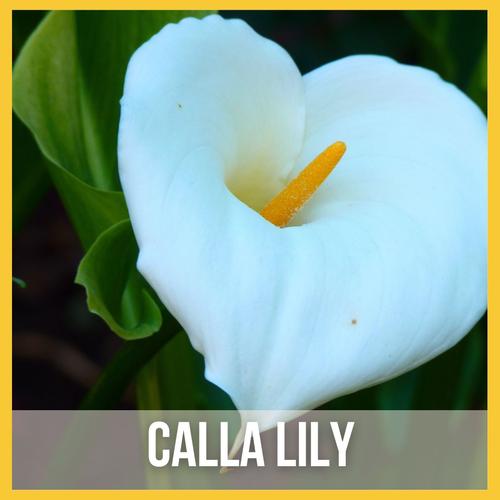 Jual Bunga Calla Lily Bibit tanaman hidup bunga lili - Kota Batu ...