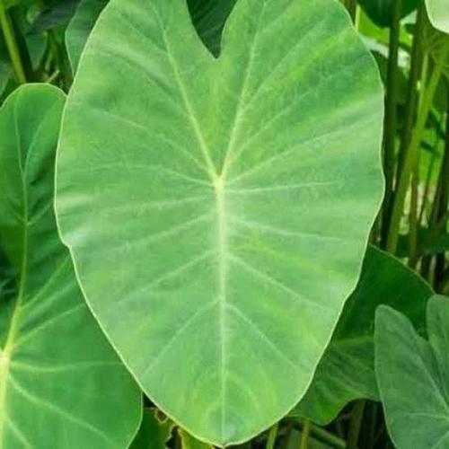 Jual Daun talas/lompong segar 1lembar di ambil dadakan - Kota Bandung ...