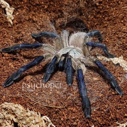 Jual Tarantula Monocentropus Balfouri - 9-10cm Female - Kota Palembang ...