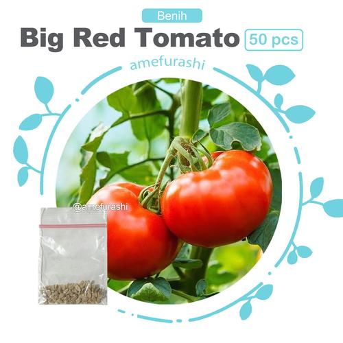 Jual 50 Biji Benih Big Red Tomato Tomat Merah Besar - bigred tomato50 ...