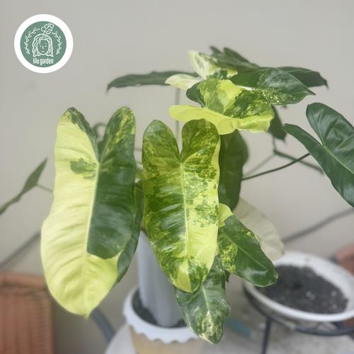 Jual RARE: burlemax variegata lemon - Jakarta Barat - Lilu Garden ...