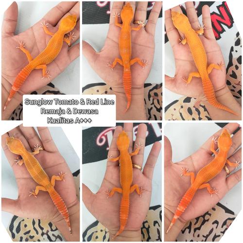 Jual Gecko Sunglow Tomato/ Red Line Kualitas Kontes Grade A+++ - Kab ...