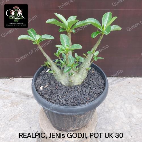 Promo Tanaman Hias Adenium JENIS GODJI REAL PICT DI TANAM DI POT UK 30 ...