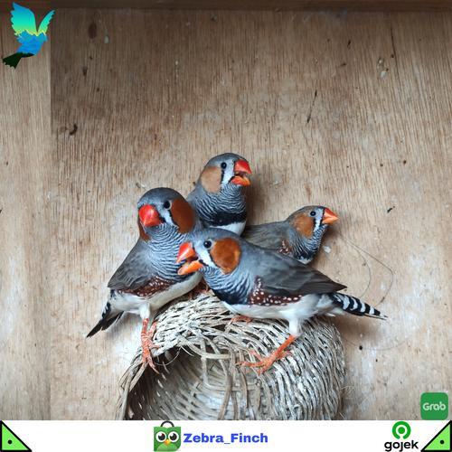 Jual Burung Zebra Finch Ausie Jantan Siapan Satuan - Kota Bekasi ...