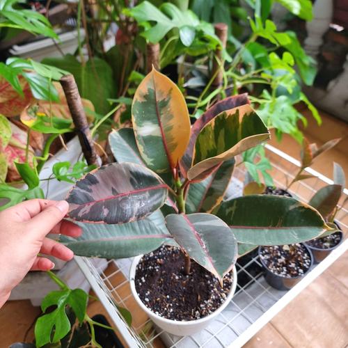 Jual Ficus Elastica Ruby Varigata Variegated - Small - Jakarta Barat ...