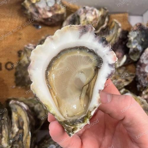 Jual kerang tiram oyster segar hidup 1kg - Jakarta Utara - mahesa king ...