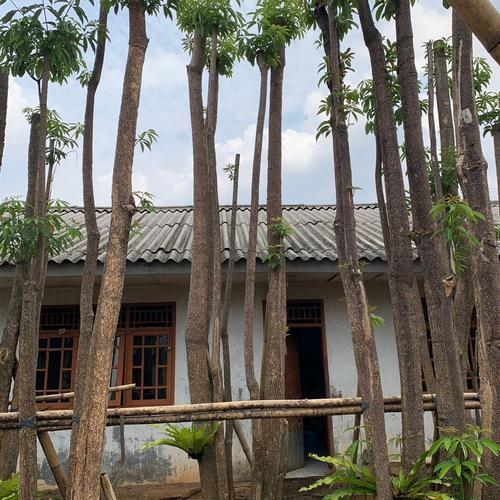 Jual Pohon Pule Alstonia Scholaris Berkarakter Unik - Jakarta Utara ...