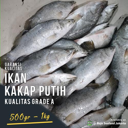 Jual Baramundi Ikan Kakap Putih/Kakap Putih White Snapper/Ikan ...