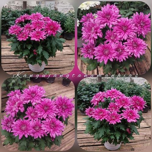 Jual Paket 6 warna bunga krisan hidup Serunai seruni Tanaman hias ...