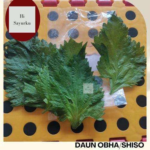 Jual DAUN SHISO / DAUN PERILLA / DAUN OBHA PER PACK - Jakarta Utara ...