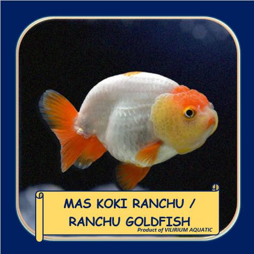 Jual IKAN HIAS AIR TAWAR - MAS KOKI RANCHU - 3"(±,7,5cm) - Jakarta ...