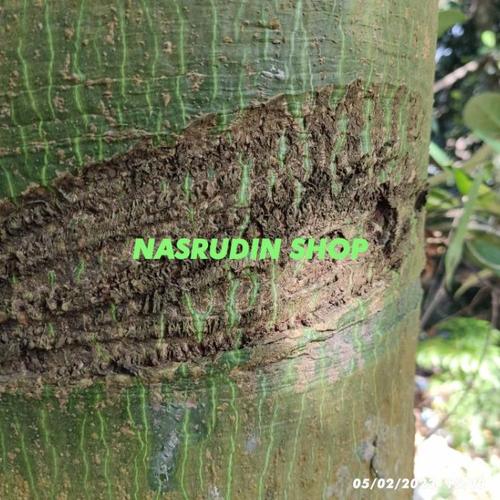 Jual BBT_09 KULIT POHON RANDU SEGAR 1KG / KULIT POHON RANGDU / kulit ...