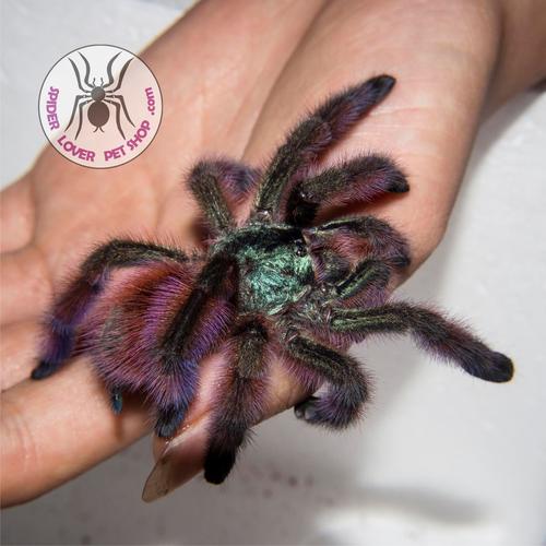 Jual CARIBENA / AVICULARIA VERSICOLOR SLING TARANTULA - Kota Bandung ...