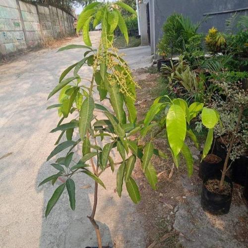 Jual pohon mangga cokanan 1meter - Kab. Bogor - Tanaman store69 | Tokopedia