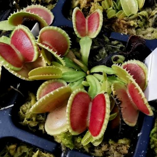 Jual VFT venus flytrap Coquillage tanaman karnivora pemakan serangga - Kota Semarang ...