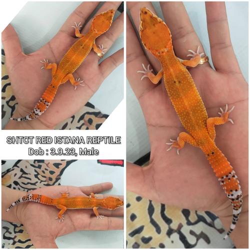 Jual Leopard Gecko SHTCT RED ISTANA REPTILE - Kab. Bekasi - Istana ...