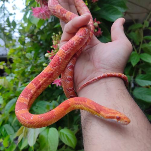 Jual cornsnake amelanistic no milksnake king snake ball python bp ...