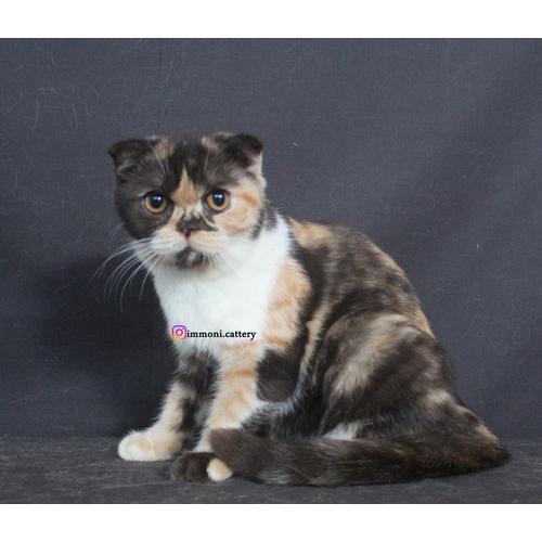 Jual Kucing Scottish Fold Shorthair Calico / Tortie White Betina ...