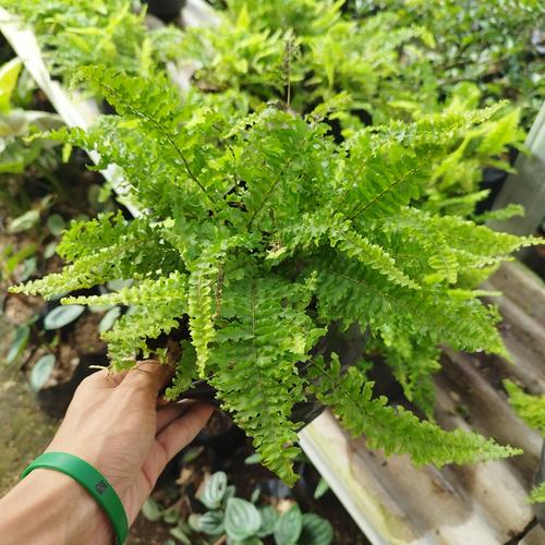 Jual tanaman pakis boston gantung - tanaman pakis boston vertical - Kab ...