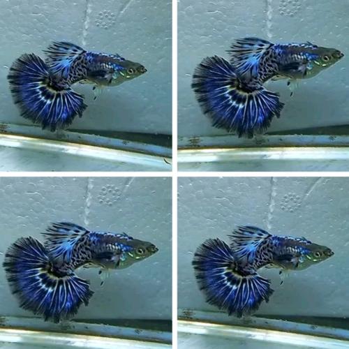 Promo Ikan Hias Guppy Blue Dragon Dumbo Ear - Betina - Kota Depok ...
