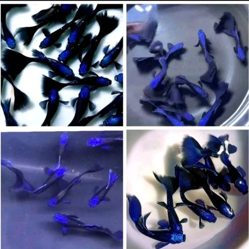Jual Ikan Hias Guppy Purple Dark Moscow - Sepasang - Kota Depok - Fishtreasure. id | Tokopedia