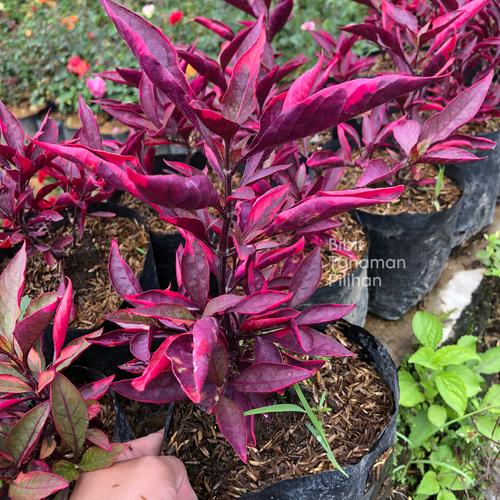 Jual Tanaman hias kuncir merah daun glandulosa bangkok brigo bligo ...