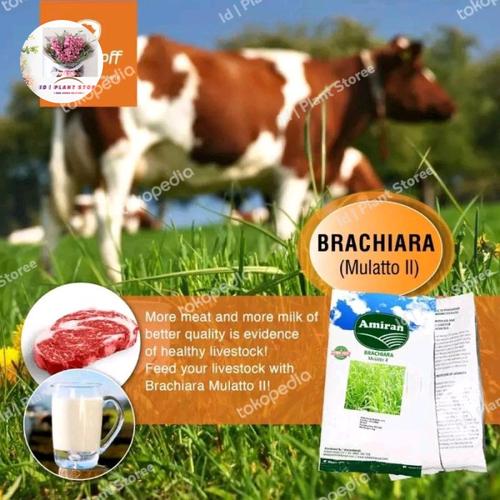 Jual GRASS SHEEDS-Benih Rumput Brachiara Decumbens 5kg-benih Rumput ...
