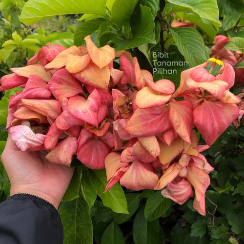 Jual Tanaman hias bunga nusa indah pink oren jadul merah muda warna ...