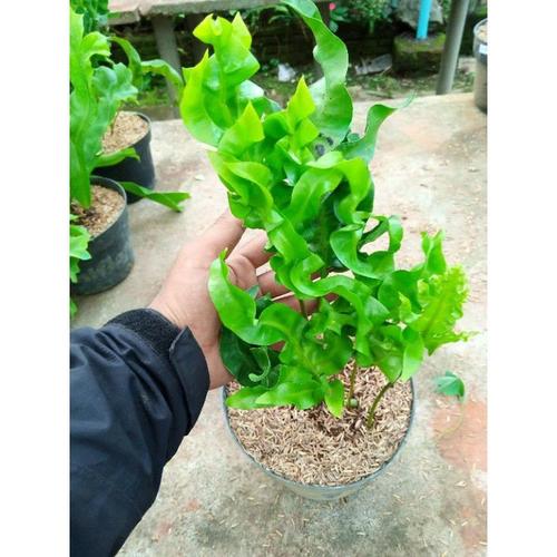 Jual Tanaman kadaka suplir lidah api - Kab. Bogor - navisha flora grup ...