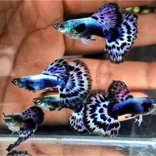 Jual Ikan Hias Guppy Japan Blue Mozaik - betina - Kota Depok - Fishtreasure. id | Tokopedia