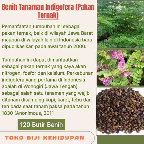 Jual 120 BIJI BENIH INDIGOFERA SUPER (TANAMAN PAKAN TERNAK) - Kab ...