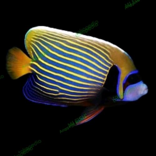Jual Ikan Hias Air Laut Angel Batman - SM - Jakarta Timur - Angganti ...