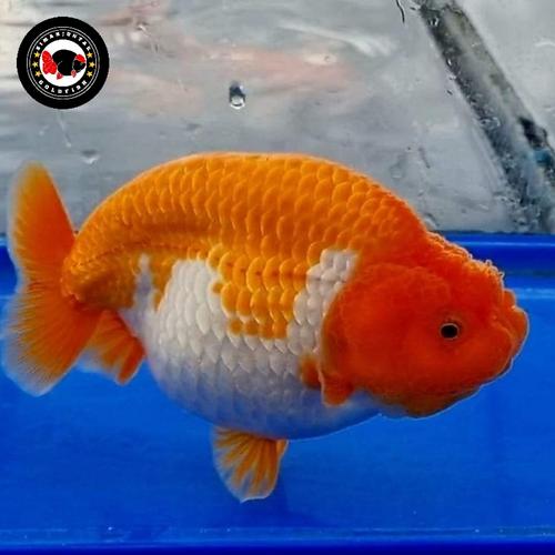 Jual Rancu red white / ikan mas koki rancu red white fancy - Kota ...