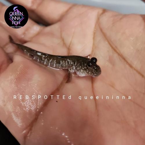 Jual Mudskipper Red Spotted Fish | Mudskiper Ikan Glodok/Blodok ...