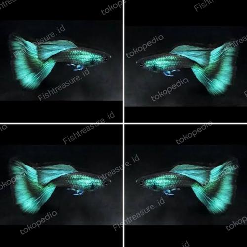 Jual Ikan Hias Guppy Green Moscow - betina - Kota Depok - Fishtreasure ...