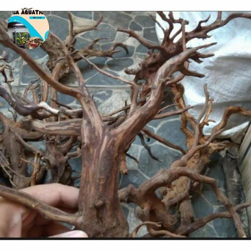 Jual akar kayu Rasamala size L aquarium aquascape - S - Kota Surabaya ...