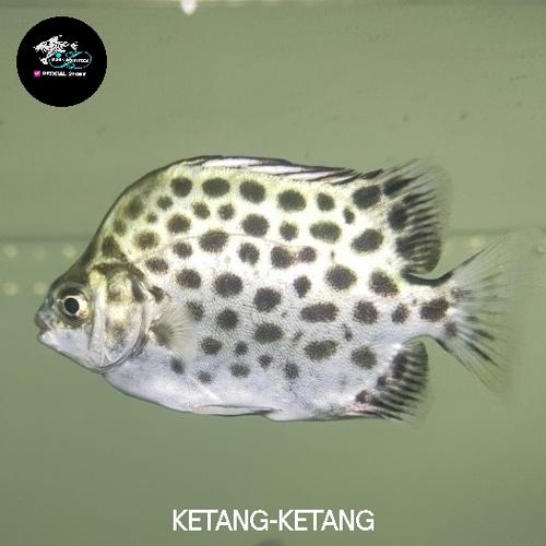 Jual IKAN HIAS KIPER GREEN SCAT KETANG KETANG FRESHWATER TANKMATE ...