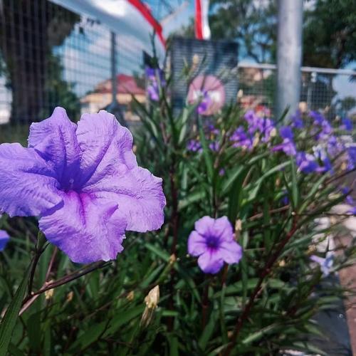 Promo tanaman hias ruelia tegak bunga ungu - rawelia tegak rolia tegak ...