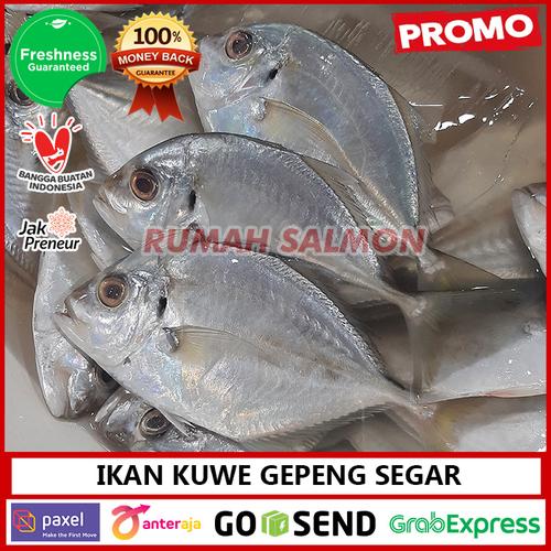 Jual Kuwe Gepeng Segar-Fresh 1kg isi 3-4pcs/Ikan Kuwe Ikan Harian ...