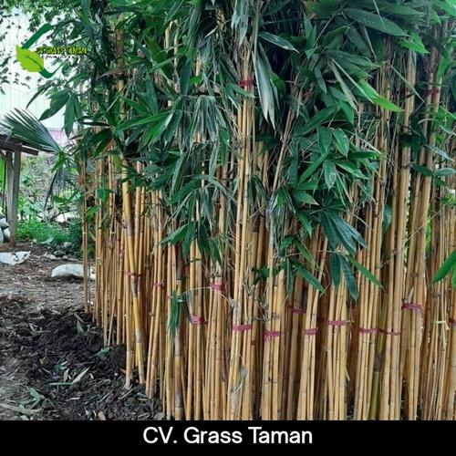 Jual Tanaman Hias Bambu Kuning Pohon Bambu Panda Untuk Pager Dan Hiasan ...