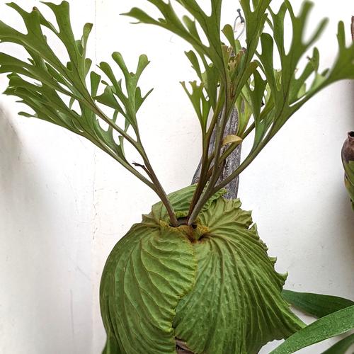 Jual tanaman hias tanduk rusa simbar menjangan Platycerium ridleyi size ...