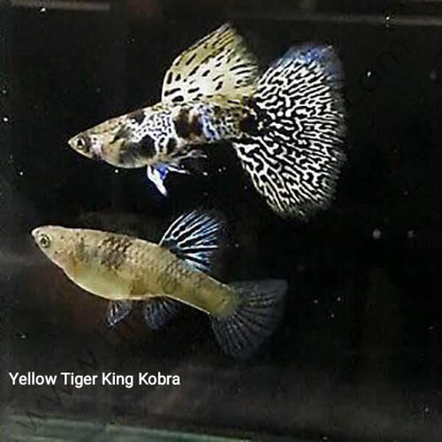 Jual Ikan Hias Guppy Betina Indukan Yellow Tiger King Cobra YTKC - 5 ekor - Kota Depok ...