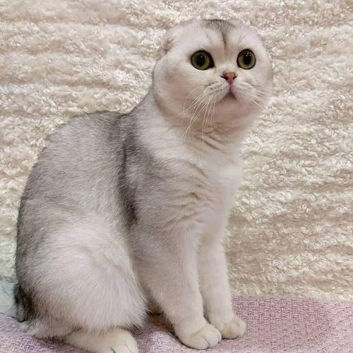 Jual kucing jantan sf dan bsh munchkin jasa pacak - Kota Bandung - noe ...