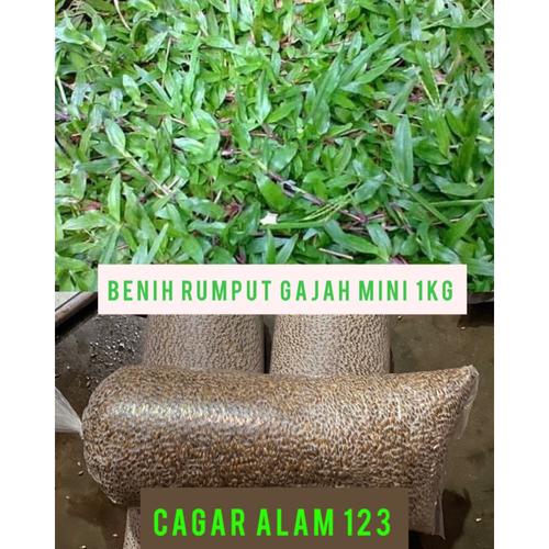 Jual benih rumput gajah mini/bibit gajah mini 1kg - Kab. Bogor - pusat ...