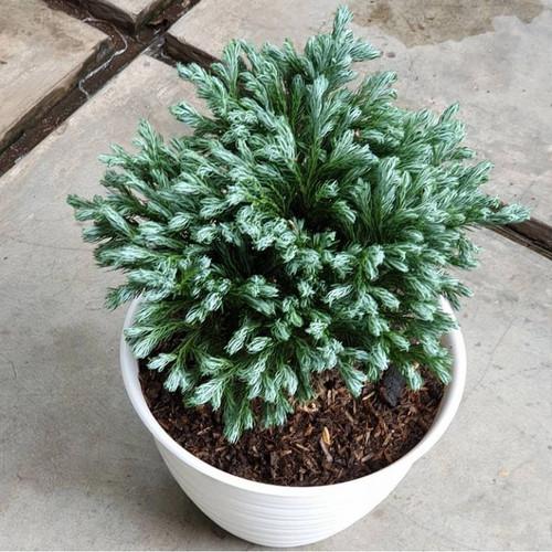 Jual TANAMAN HIAS CEMARA SALJU/PERAK/EMBUN BIG PLUS POT - Uk sedang ...