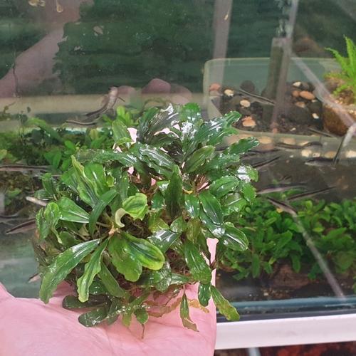 Jual Tanaman Bucephalandra Batu - Kecil - Kota Bandung - Sherilqa Fish ...