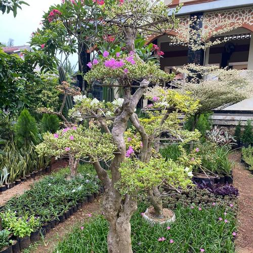 Promo pohon bonsai bugenvil/pohon bugenvile besar berkualitas/pohon ...