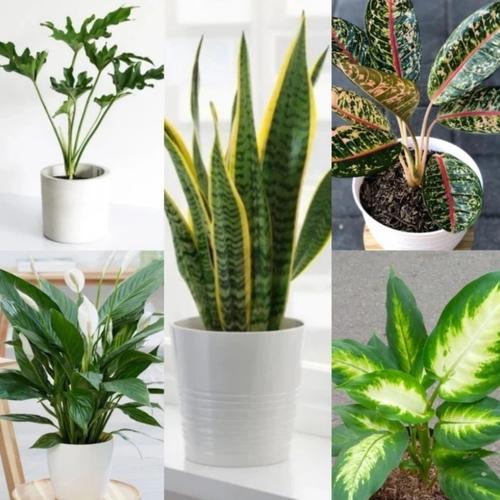 Jual paket tanaman hias 5pohon-tanaman hias paket hemat-tanaman indoor ...