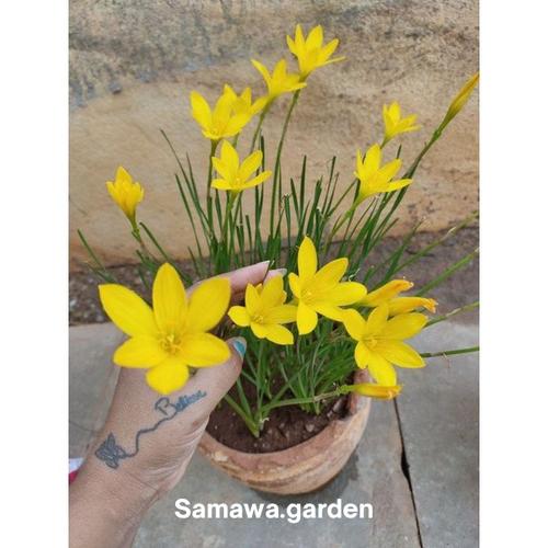 Jual Tanaman hias bunga rain lily kucai tulip-tanaman hidup- yellow ...