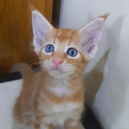 Jual Kucing kitten mainecoon pure nonped parent ped cfa jantan dan ...